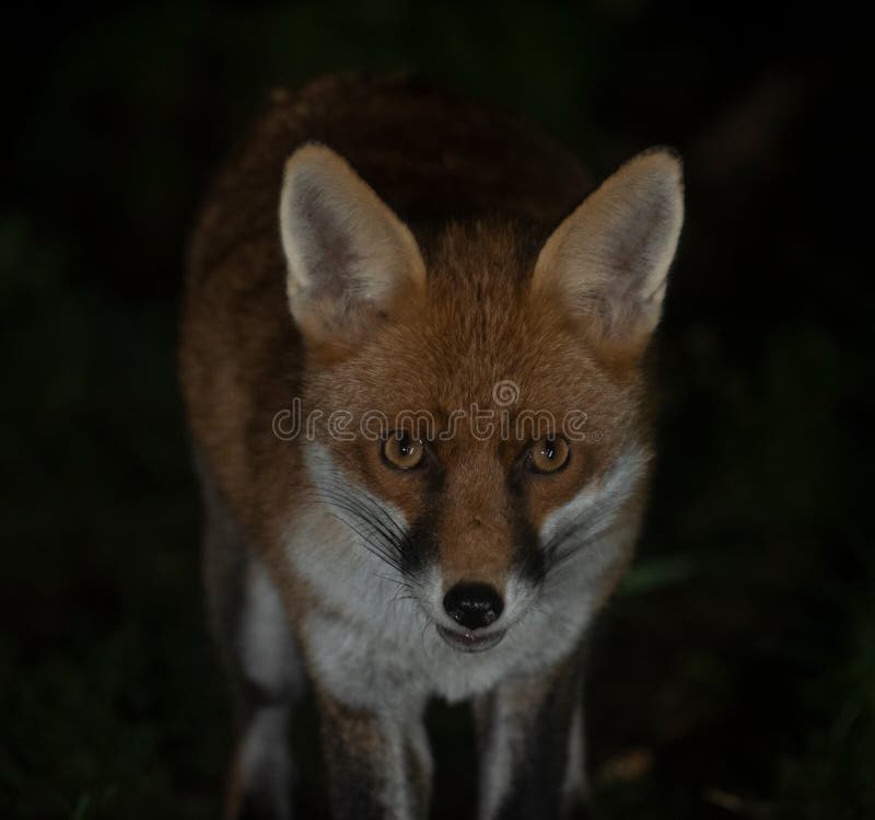 An urban fox at night stock image. Image of squirrel - 260466803