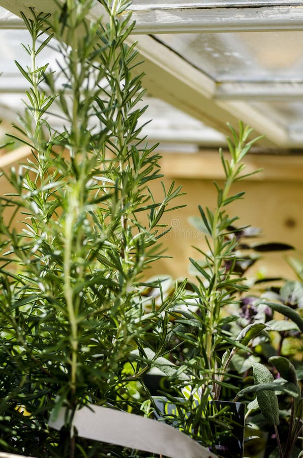 Urban Garden and Farming in Spingtime Stock Photo - Image of organic ...