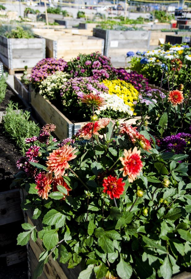 Urban Garden and Farming in Spingtime Stock Photo - Image of life ...