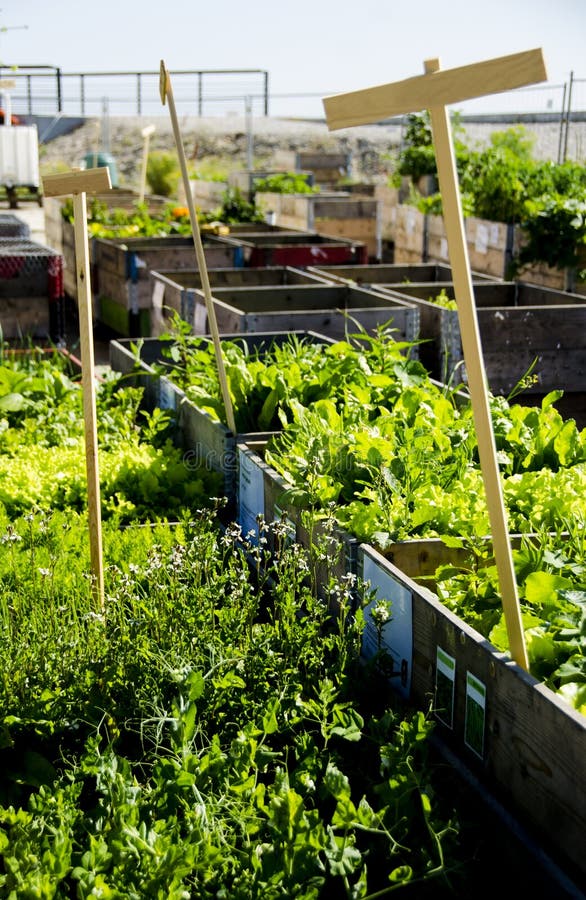 Urban Garden and Farming in Spingtime Stock Photo - Image of homegrown ...