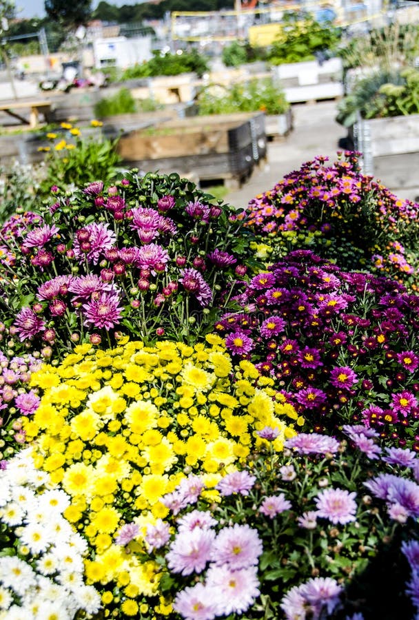 Urban Garden and Farming in Spingtime Stock Image - Image of green ...