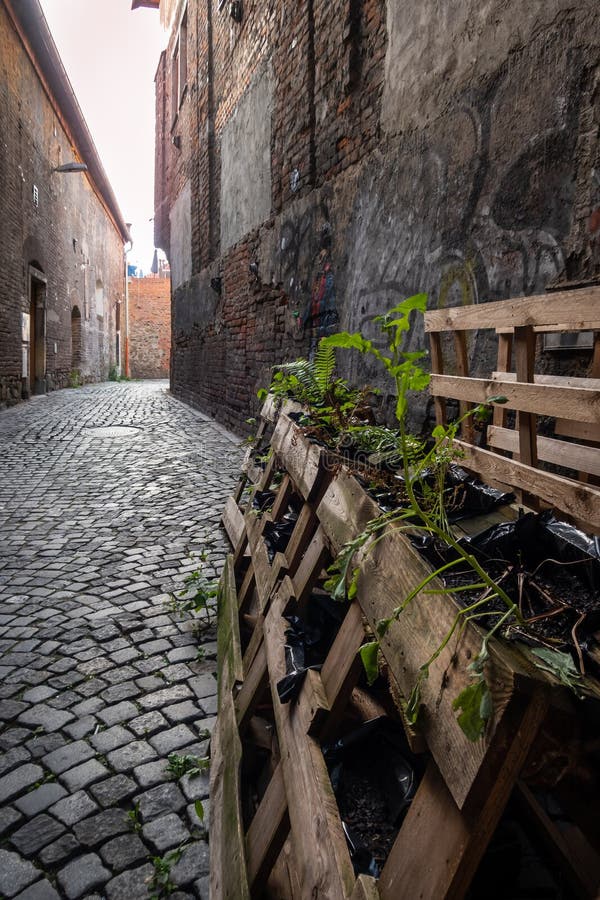 Urban Gardening in a Back Alley Stock Photo - Image of plant, seedling ...