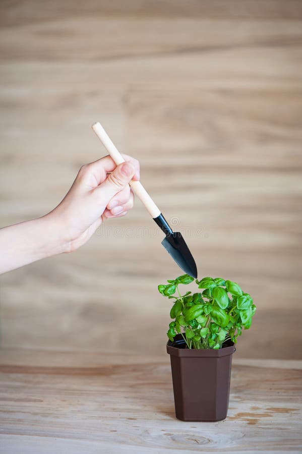 Urban Gardening - a Child Grows Basil at the Home Stock Photo - Image ...
