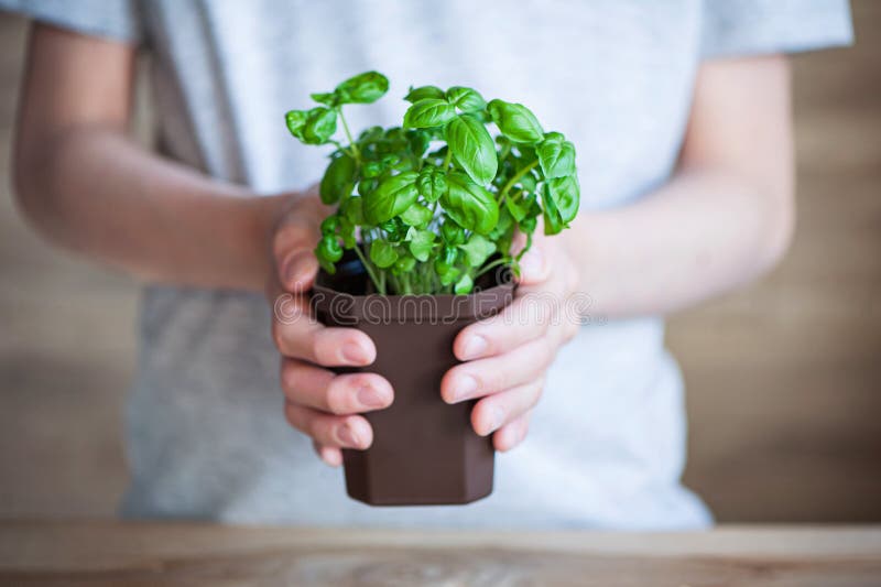 Urban Gardening - a Child Raised Fresh Home-made Basil at Home Stock ...