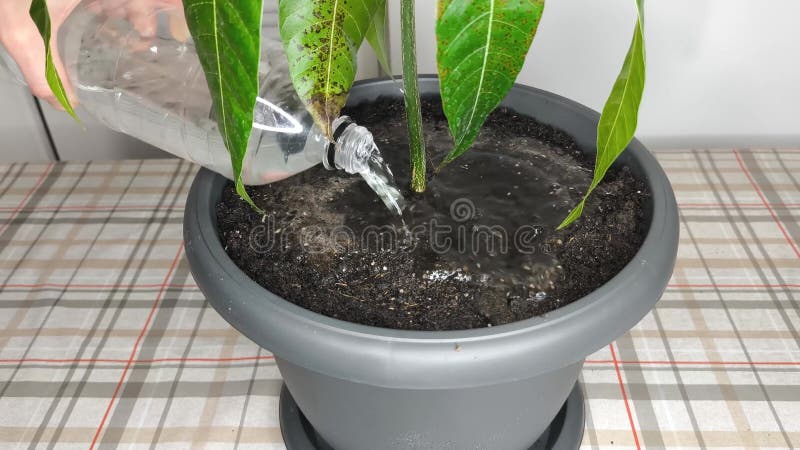 Urban Jungle Diaries: Watering a Mango Tree Stock Video - Video of ...