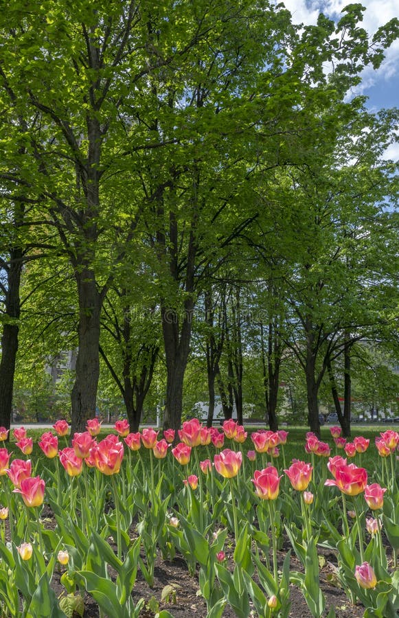 Urban Landscape with Tulips and Trees Against a Blue Sky with Clouds ...