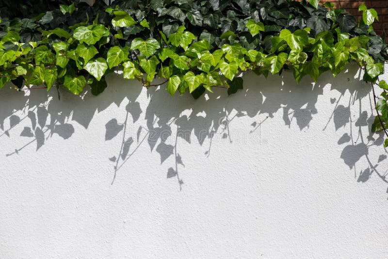 Urban Landscaping with Green Ivy Trailing Down Wall Stock Image - Image ...