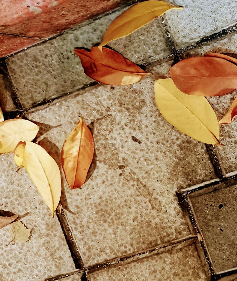 Urban leaf. Spring sumer stock photo. Image of plant - 249354720