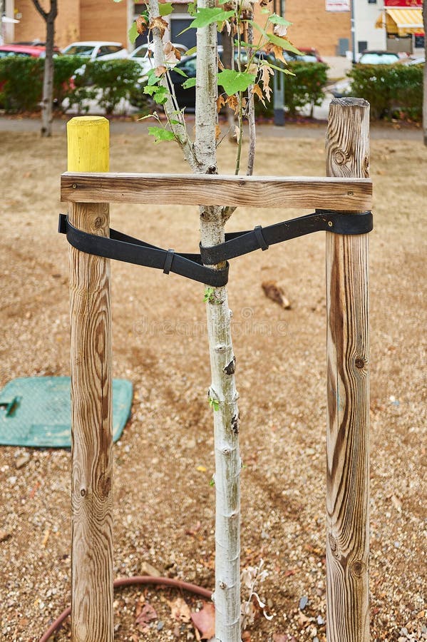 Urban Method To Support Tree Growth Stock Image - Image of tree ...