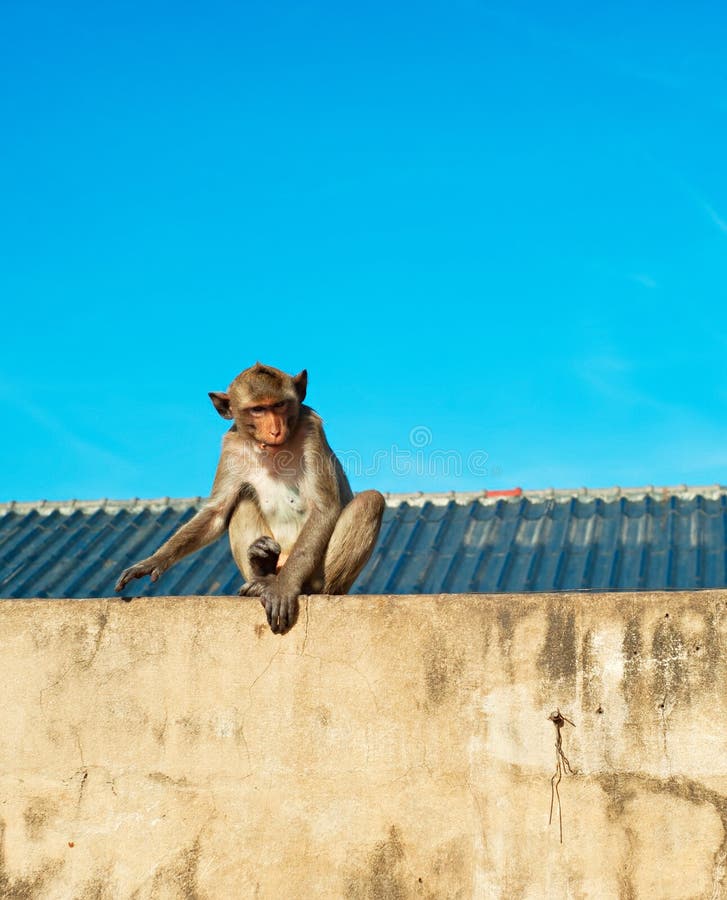 Monkey in a city stock image. Image of life, face, lopburi - 31913429
