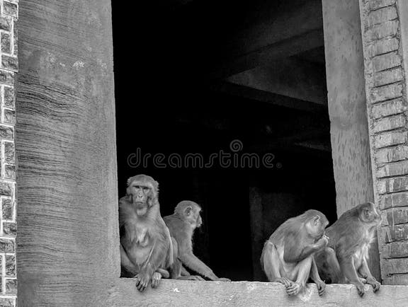 Urban Monkeys editorial stock photo. Image of house - 288655328