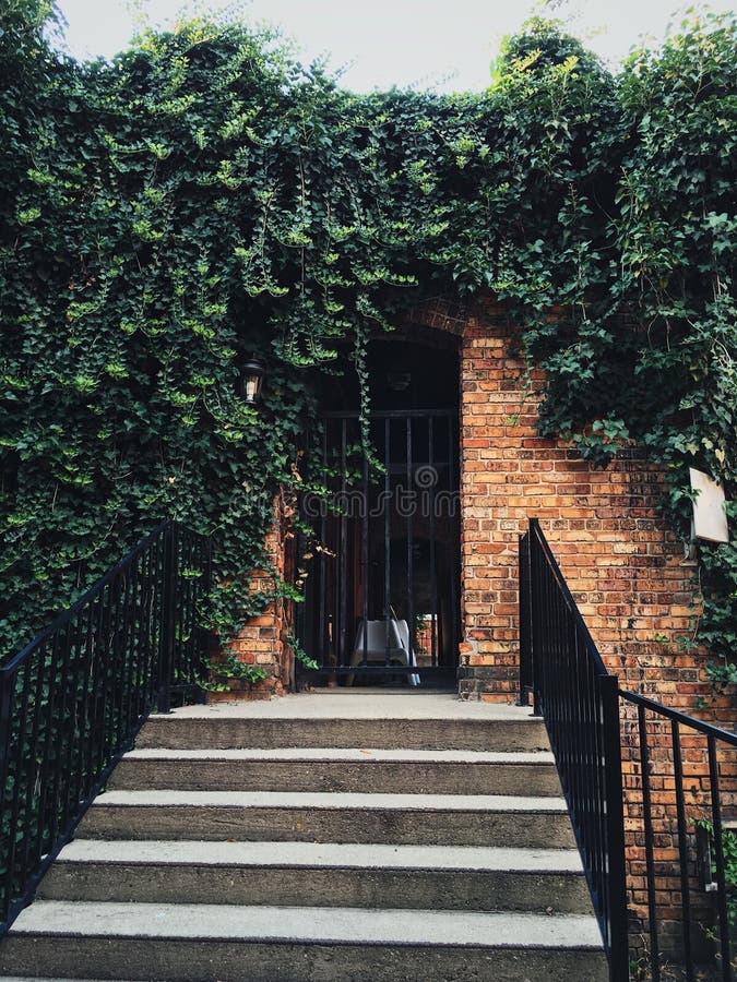 Urban Overgrowth stock photo. Image of steps, urban, beautiful - 97213772