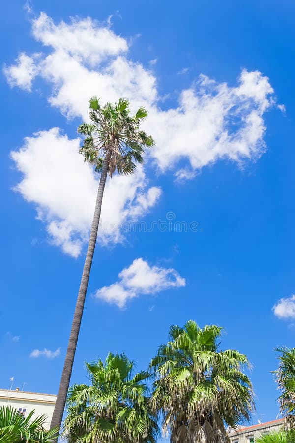 Urban Palm Trees Under Clouds Stock Photo - Image of leaf, building ...
