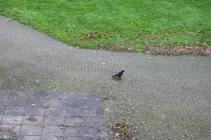 Raven in a park stock photo. Image of park, backyard - 300055872