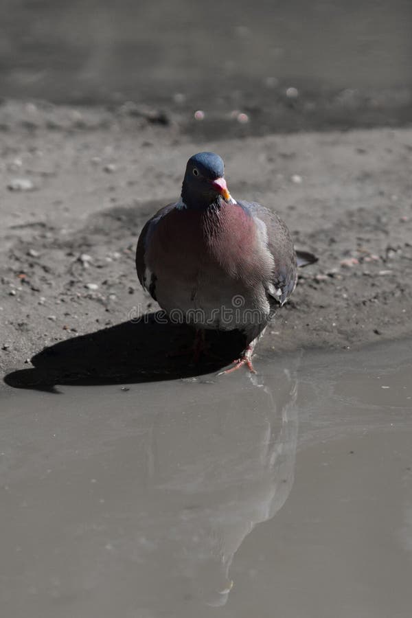 207 Soil Pollution Vertical Stock Photos - Free & Royalty-Free Stock ...