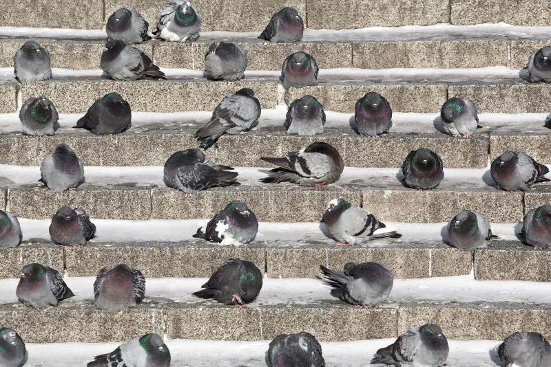Urban pigeons stock photo. Image of doves, nature, stairway - 67931820
