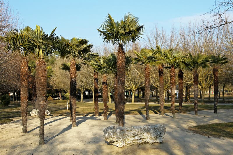 Urban Public Park with Palm Trees Stock Image - Image of chusan ...