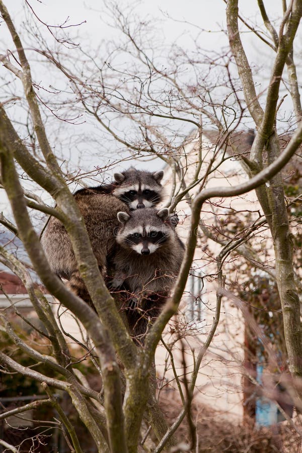 Young Raccoons stock photo. Image of animal, friends - 21864892