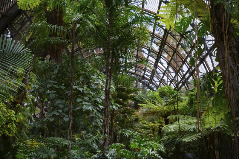 Urban rainforest stock image. Image of rain, building - 166096465