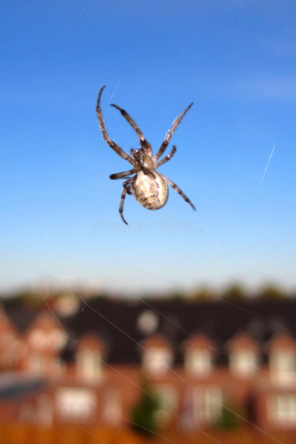 Urban Spider stock photo. Image of spider, town, weaver - 87313636
