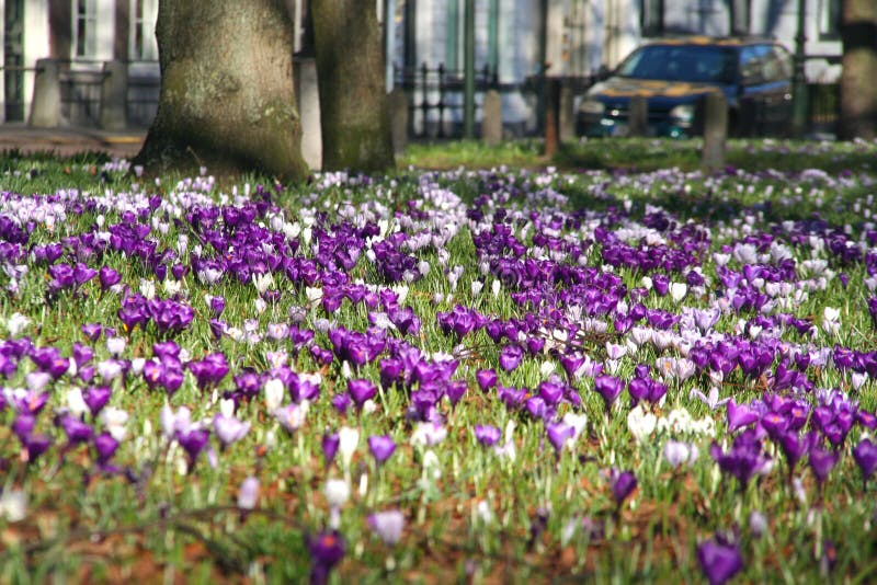 Urban Spring stock photo. Image of nature, lawn, crocusses - 4344262
