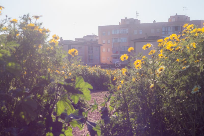 Urban Spring Path Created by Dandelions. Stock Photo - Image of ...
