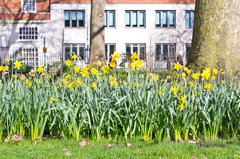 Urban spring stock photo. Image of narcissus, perennial - 38633768