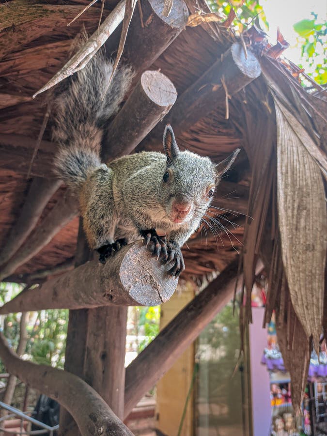 Walking through the Zoo we Met a Squirrel. Stock Image - Image of peru ...