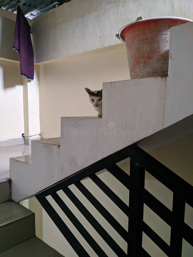 Urban Stray Cat is on the Stairs of a Multi-storey Building Stock Photo ...