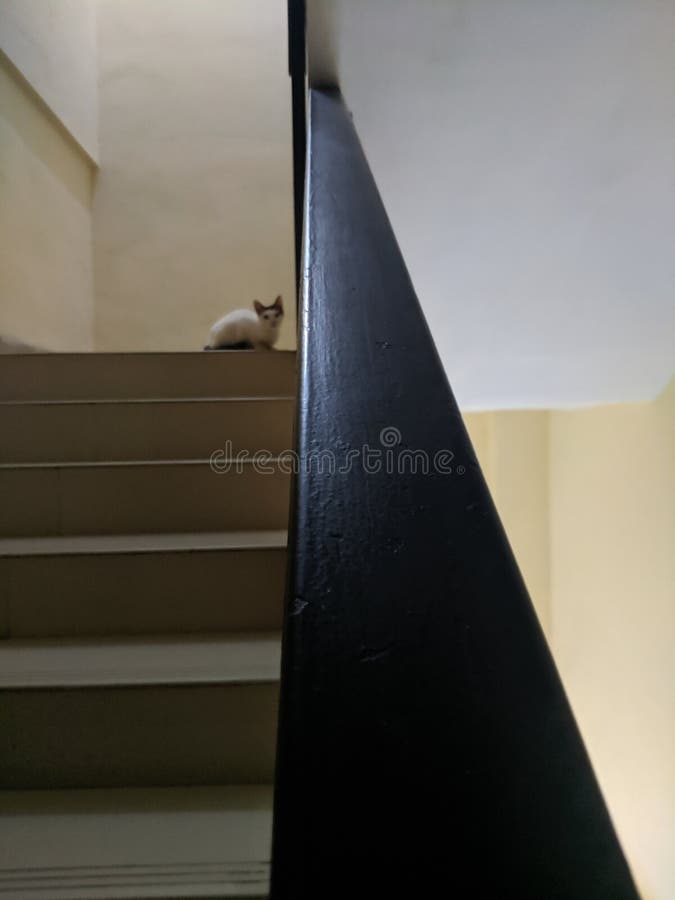 Urban Stray Cat is on the Stairs of a Multi-storey Building Stock Photo ...