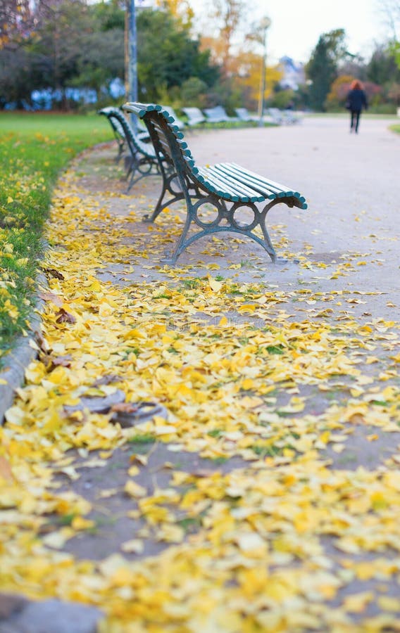 Urban Street with Fallen Leaves on the Ground Stock Photo - Image of ...