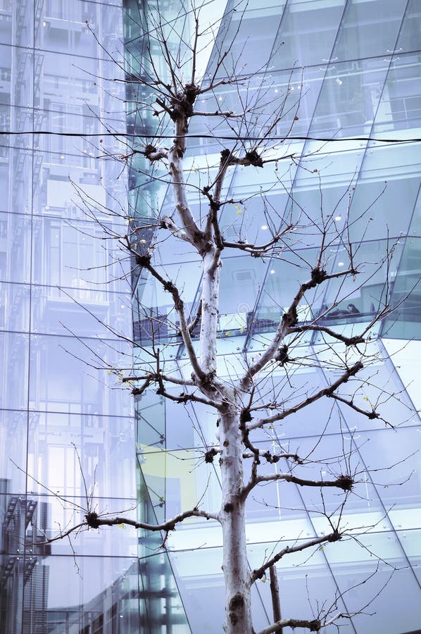 Urban tree stock photo. Image of glass, thin, blue, urban - 20787024