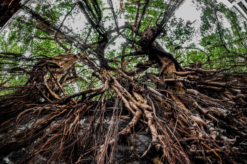 Urban tree roots stock photo. Image of buildings, turned - 308858368