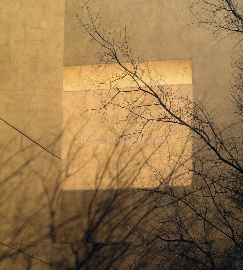 Urban Tree Shadow Abstract. Stock Image - Image of abstract, sunlit ...