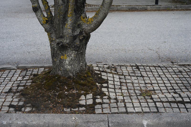 Urban Trees Growing on Asphalt Stock Image - Image of tree, summer ...