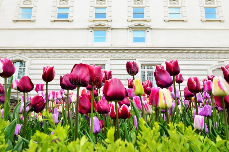 Urban Tulips and Building stock photo. Image of flower - 31053520