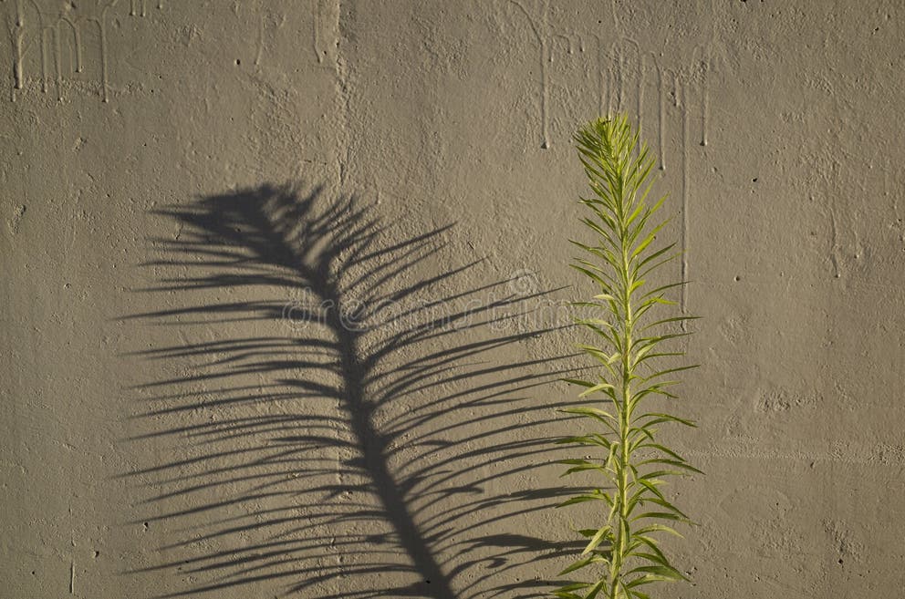 Urban weed stock photo. Image of casting, urban, light - 51143594