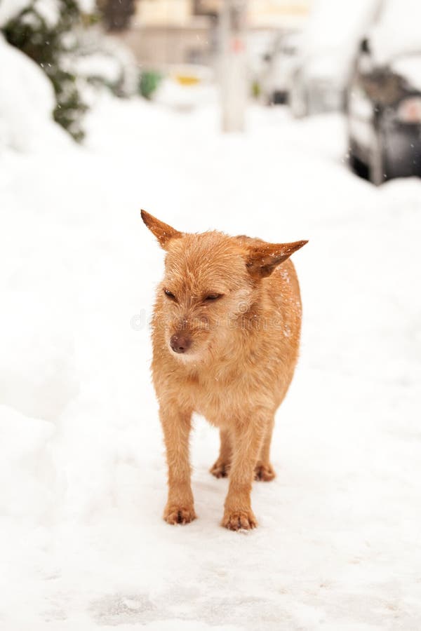 Urban Winter Scene with Dog in the Snow Stock Photo - Image of magical ...