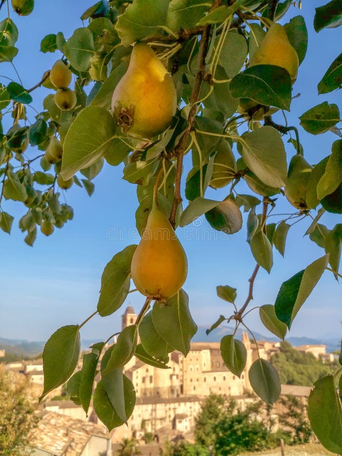 Urbino - Pear tree stock image. Image of travel, green - 101642577