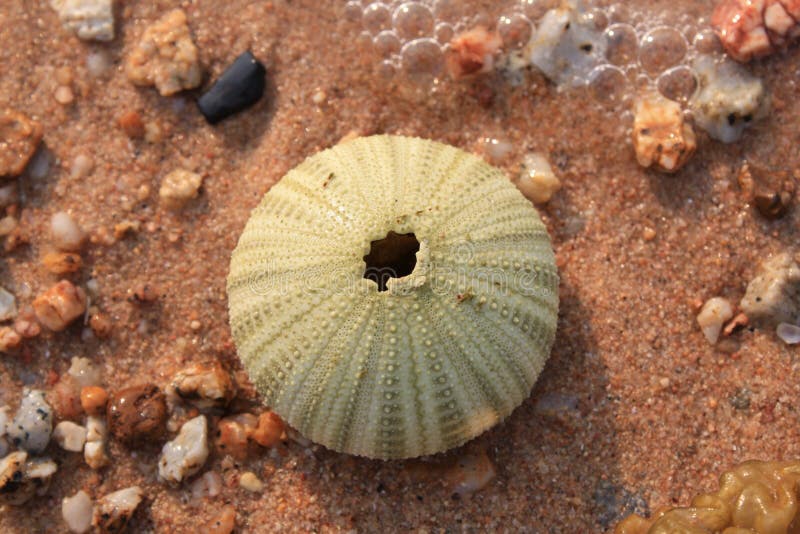 Urchin stock photo. Image of beach, loricate, edible - 12239714