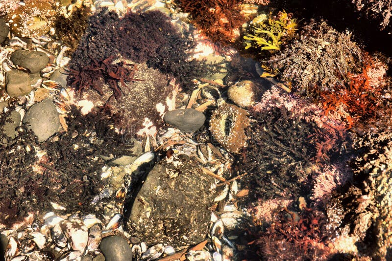 Tide pool stock photo. Image of shells, tide, pool, urchins - 98977074