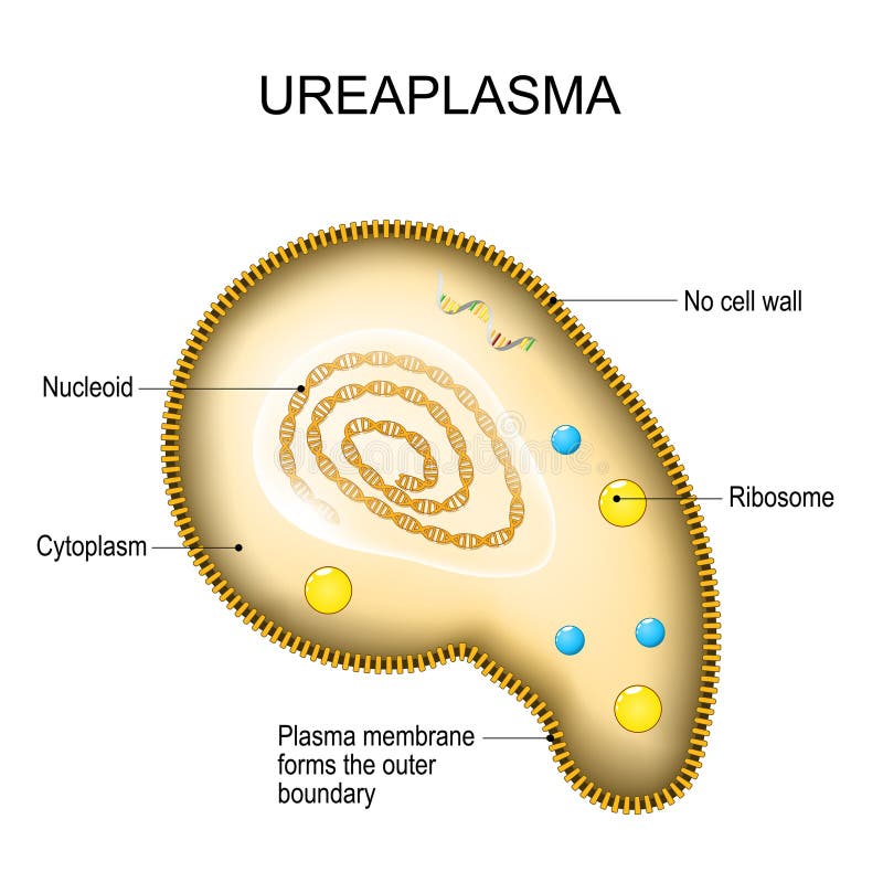 Ureaplasma Anatomy. Cell Structure Stock Vector - Illustration of ...
