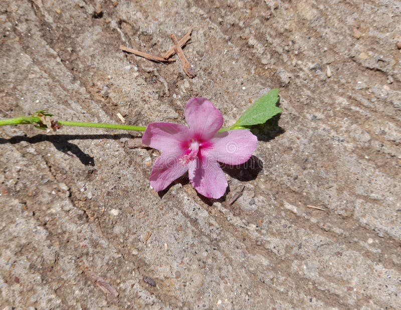 Urena lobata stock image. Image of spring, insect, petal - 262104129