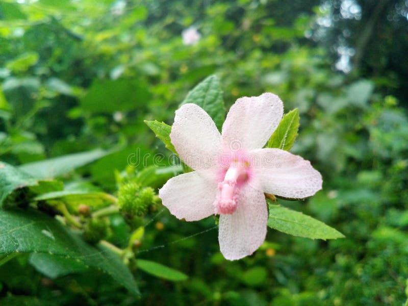 Urena Lobata, Beautiful Pink In Nature Stock Image - Image of close ...