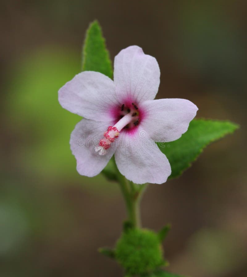 Urena-Lobata Hibicus stockbild. Bild von sonderkommandos - 48879109
