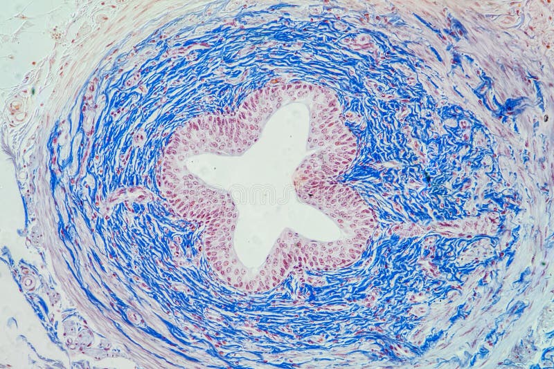 Ureter stock image. Image of macro, research, medicine - 196731983