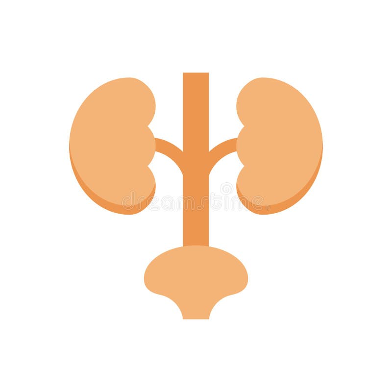 Ureters Vector Glyph Color Icon Stock Vector - Illustration of graphic ...