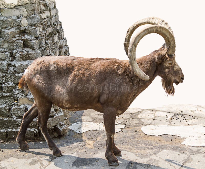 101 Urial Stock Photos - Free & Royalty-Free Stock Photos from Dreamstime