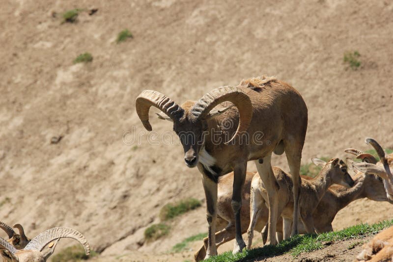 Urial fotografering för bildbyråer. Bild av vild, djurliv - 75609469