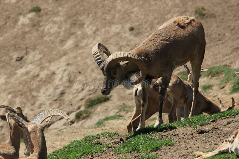 Transcaspian Urial Ram Stock Photos - Free & Royalty-Free Stock Photos ...
